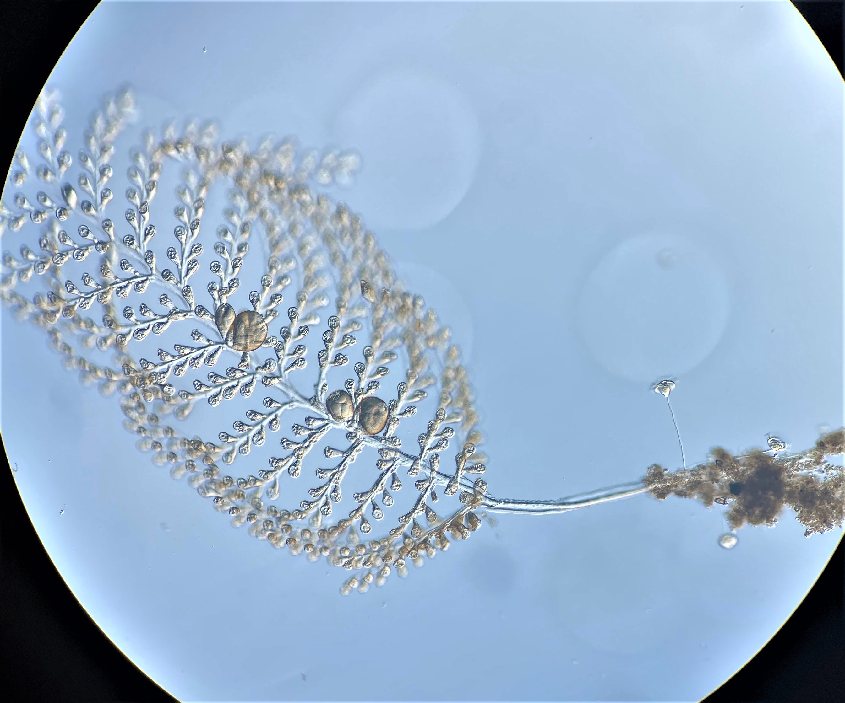 Student Project 2021 | Rowan Carew